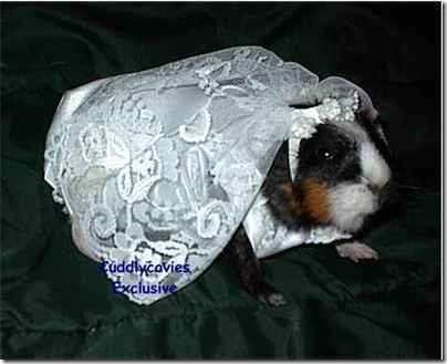Cavie peruviane in costume